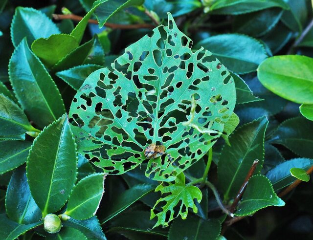 昆虫研究家が実感…「30年前の東京にはいなかった」昆虫たちとは?